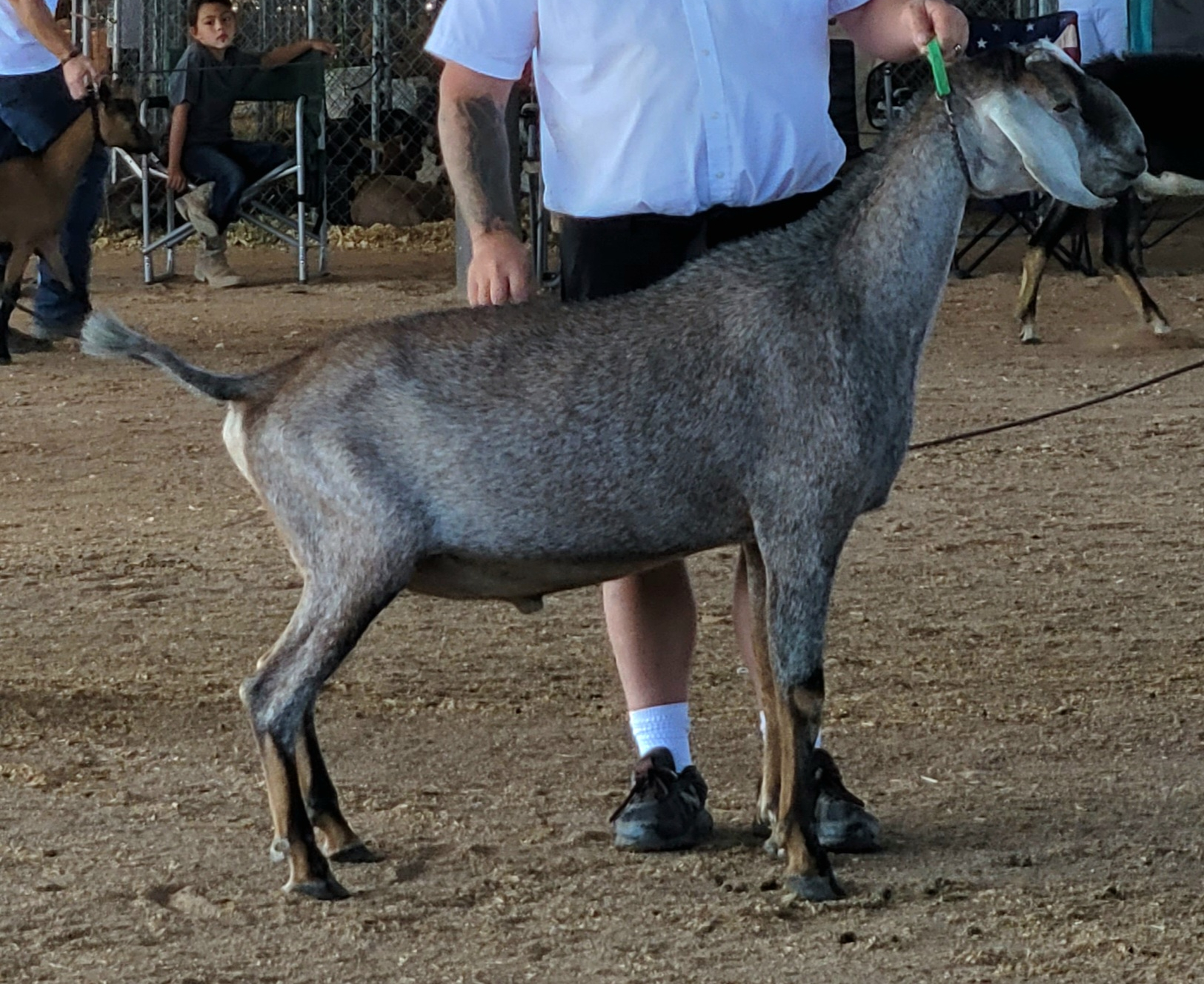 Nubian Bucks – Velociraptor Ranch